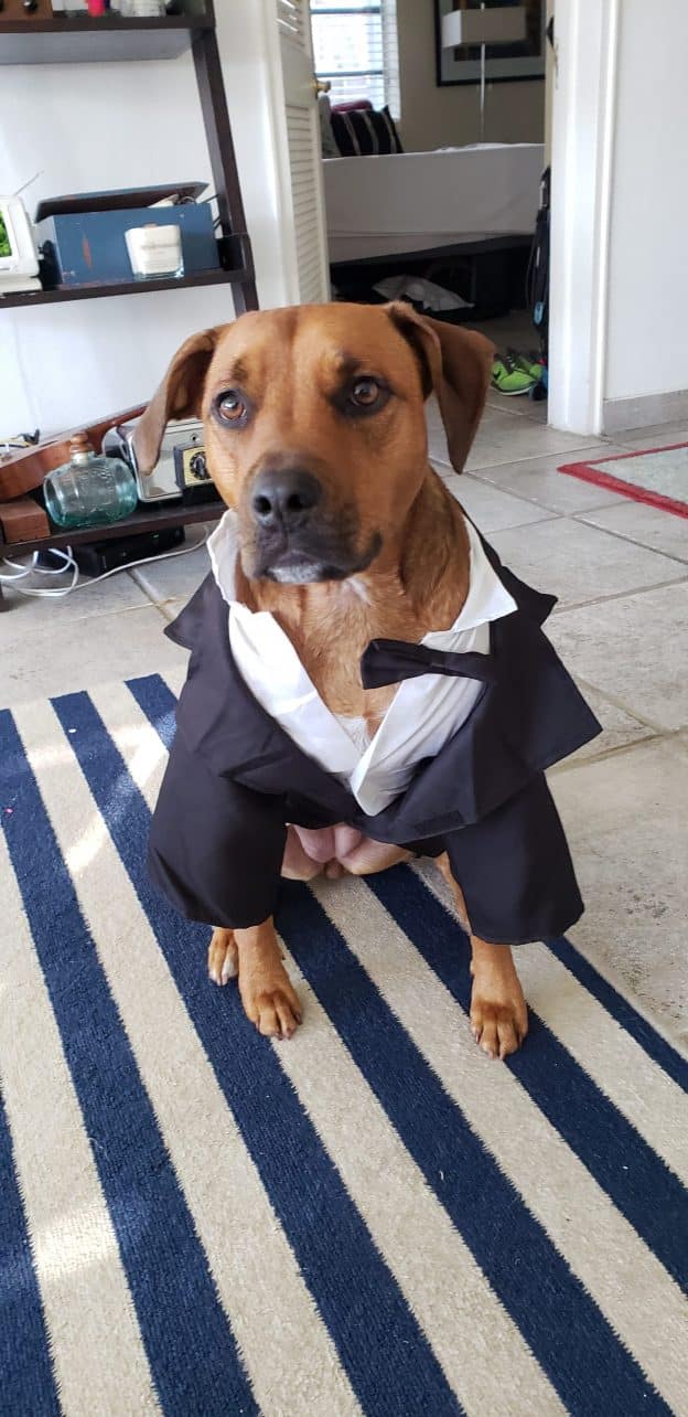 Meet Squirrel, Our Chief Dog Officer | The Advantaged